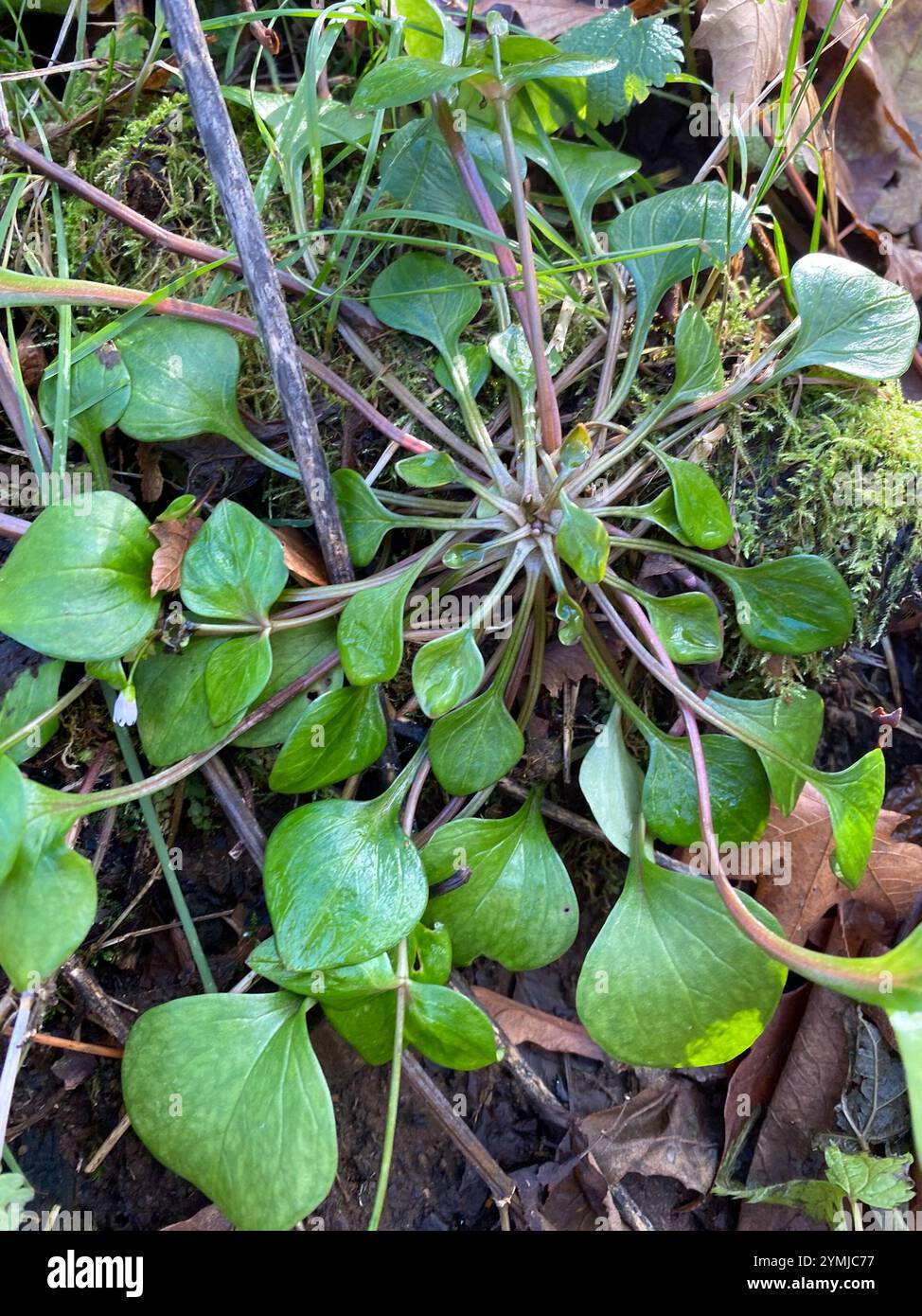 Candy Flower (Claytonia sibirica Stock Photo - Alamy