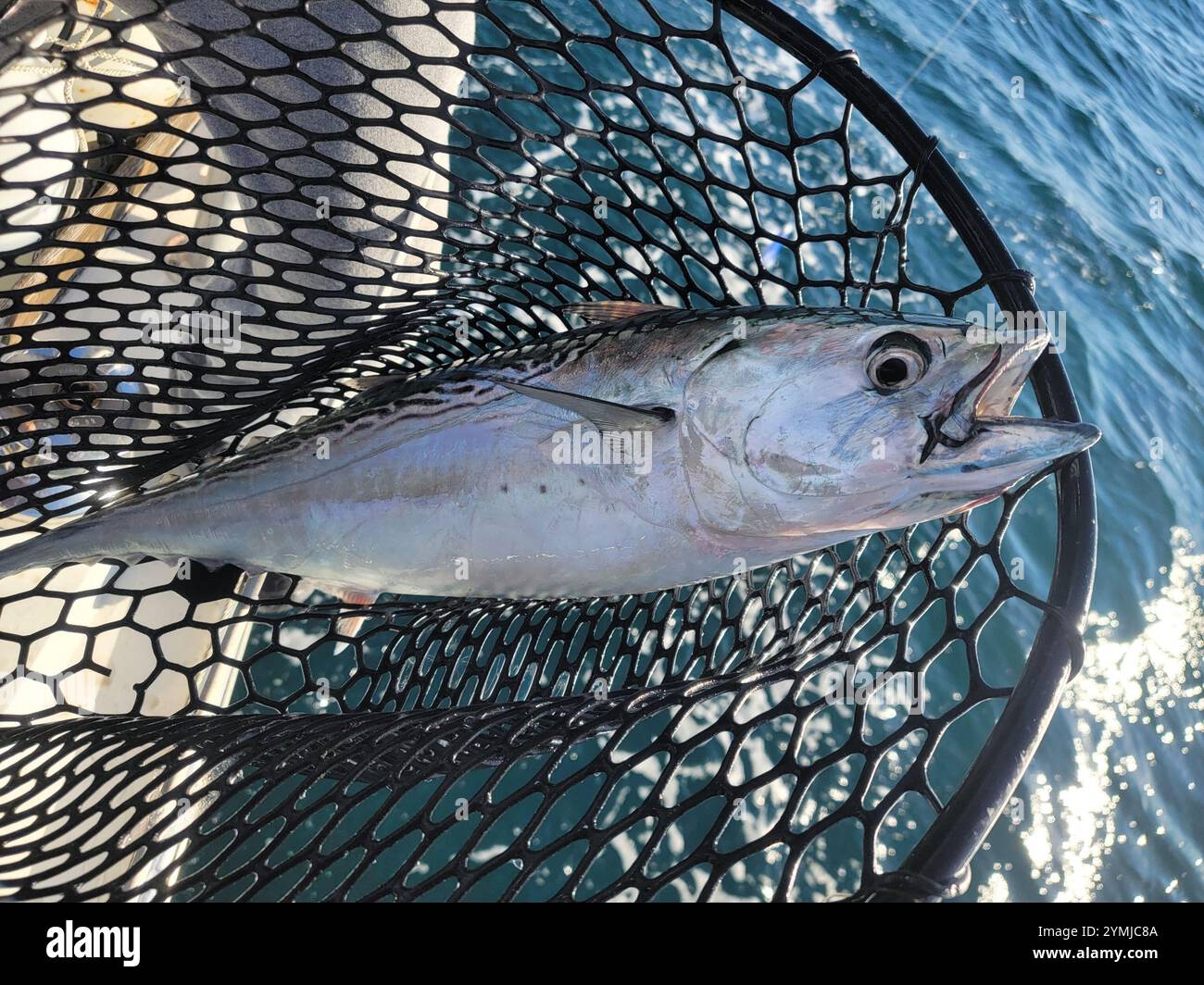 Little tunny hi-res stock photography and images - Alamy