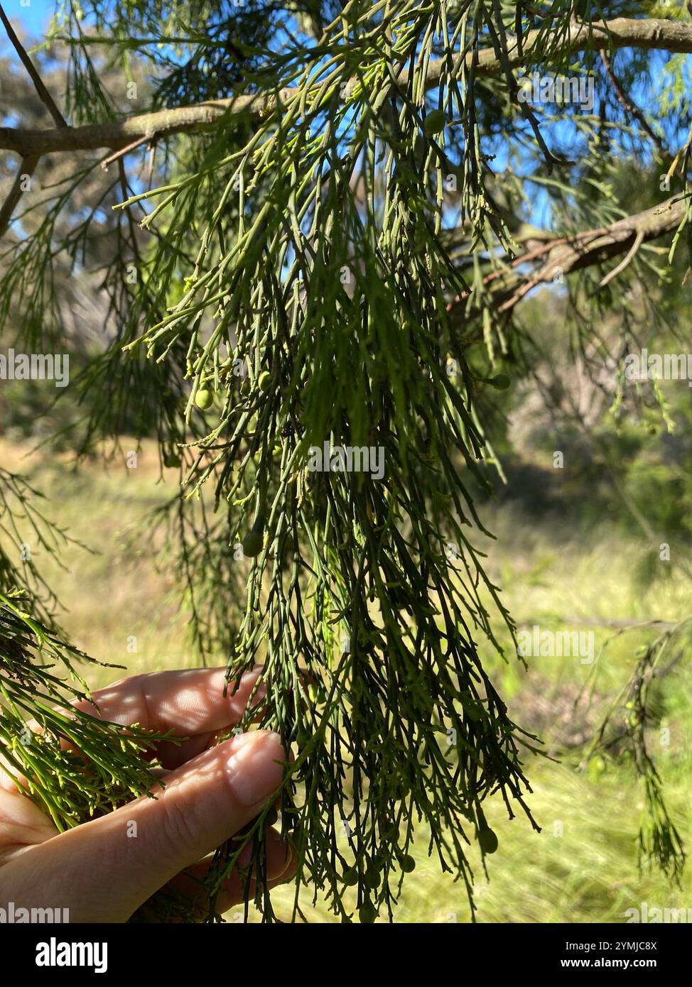 Cherry Ballart (Exocarpos cupressiformis Stock Photo - Alamy