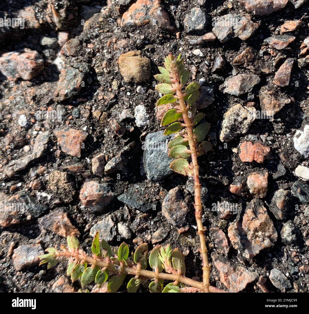 Red Caustic-creeper (Euphorbia thymifolia Stock Photo - Alamy