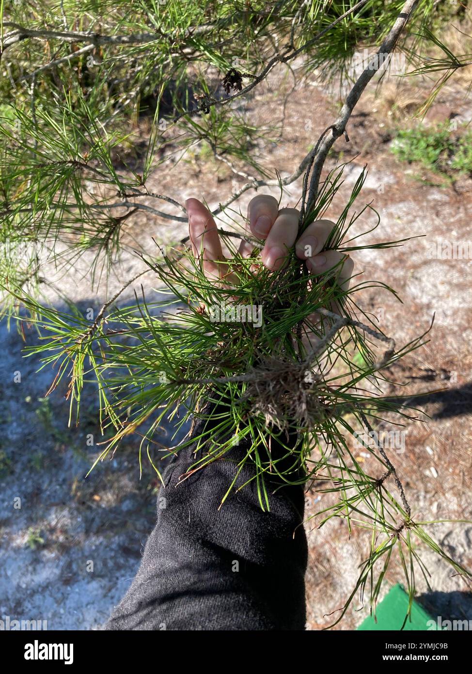 sand pine (Pinus clausa Stock Photo - Alamy