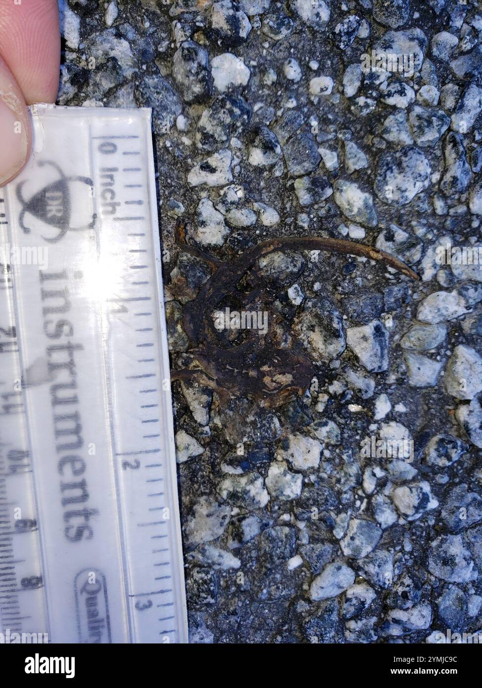 Pacific Newts (Taricha Stock Photo - Alamy