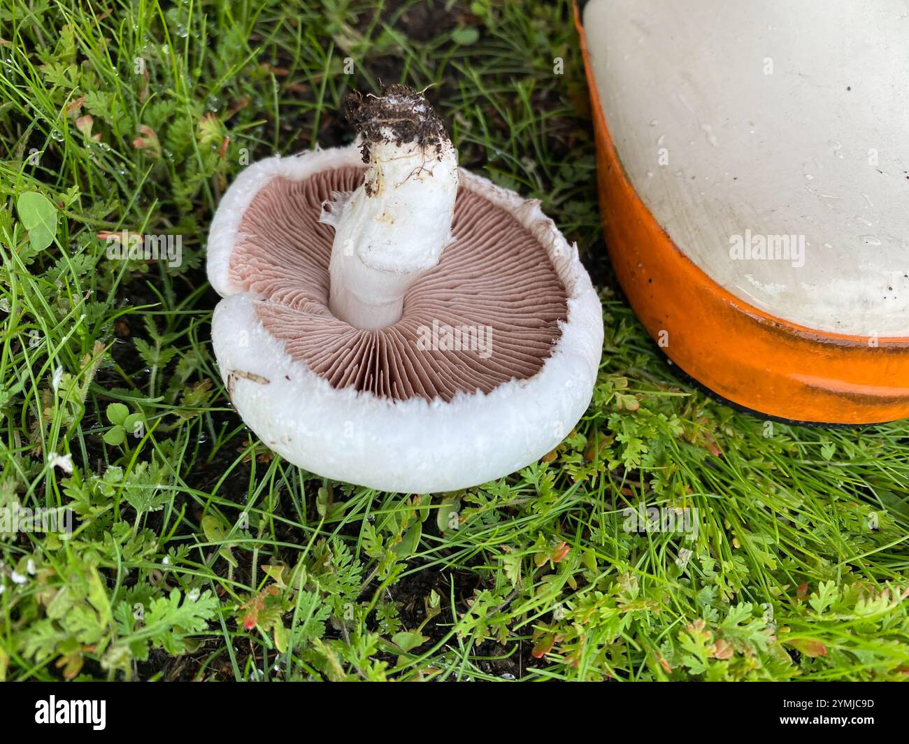 Meadow Mushroom (Agaricus campestris Stock Photo - Alamy