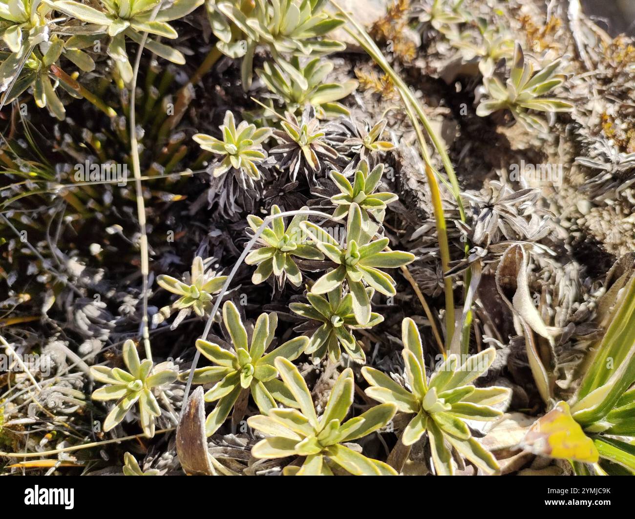 Strap- leaved Daisy (Celmisia angustifolia Stock Photo - Alamy