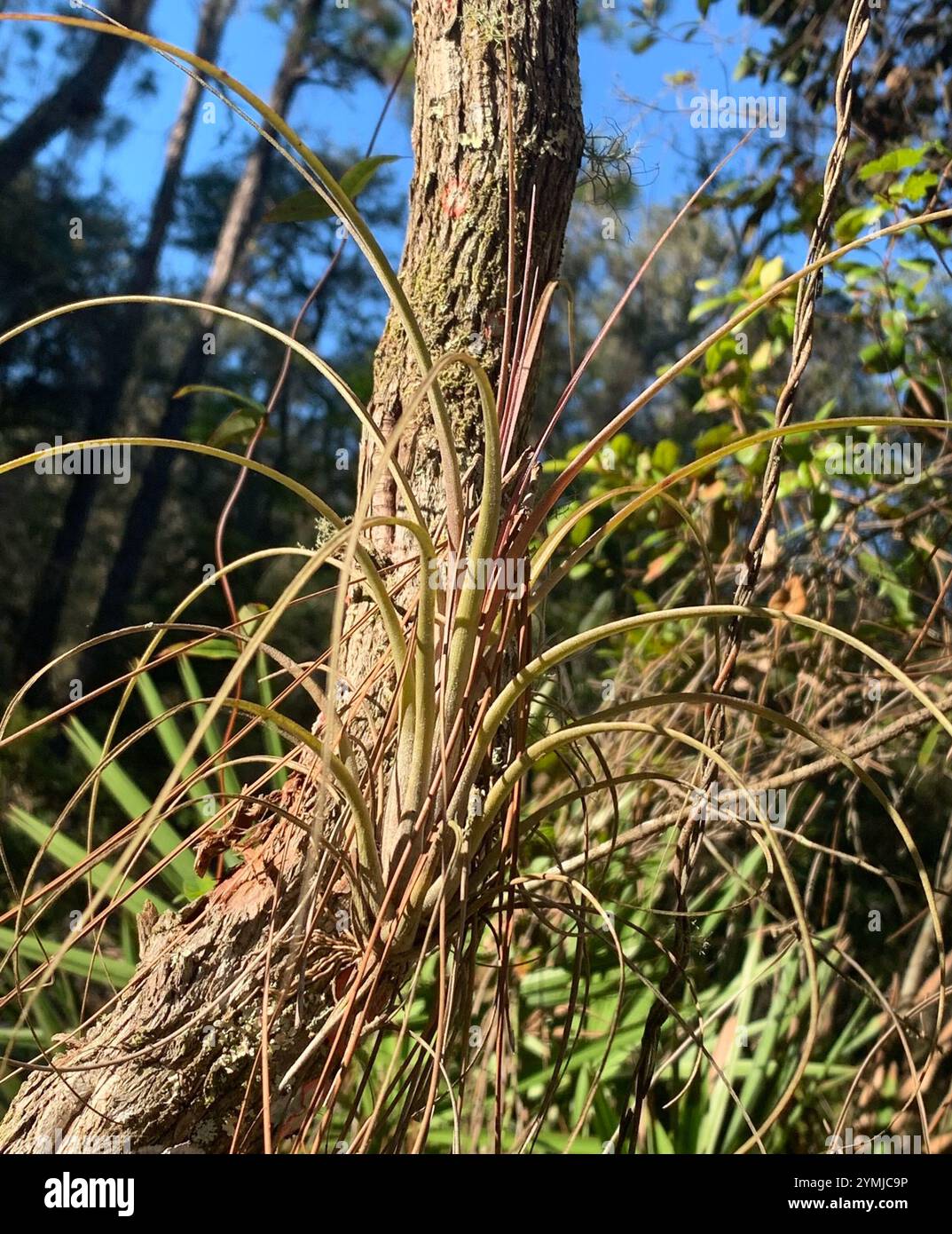 Manatee River airplant (Tillandsia simulata Stock Photo - Alamy