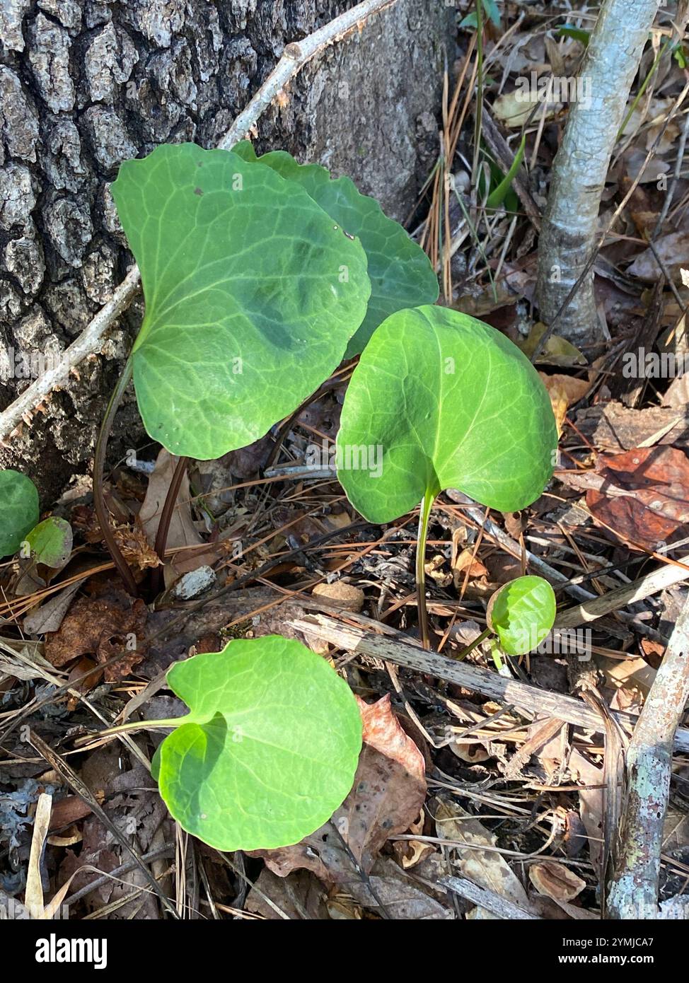 pale Indian plantain (Arnoglossum atriplicifolium Stock Photo - Alamy