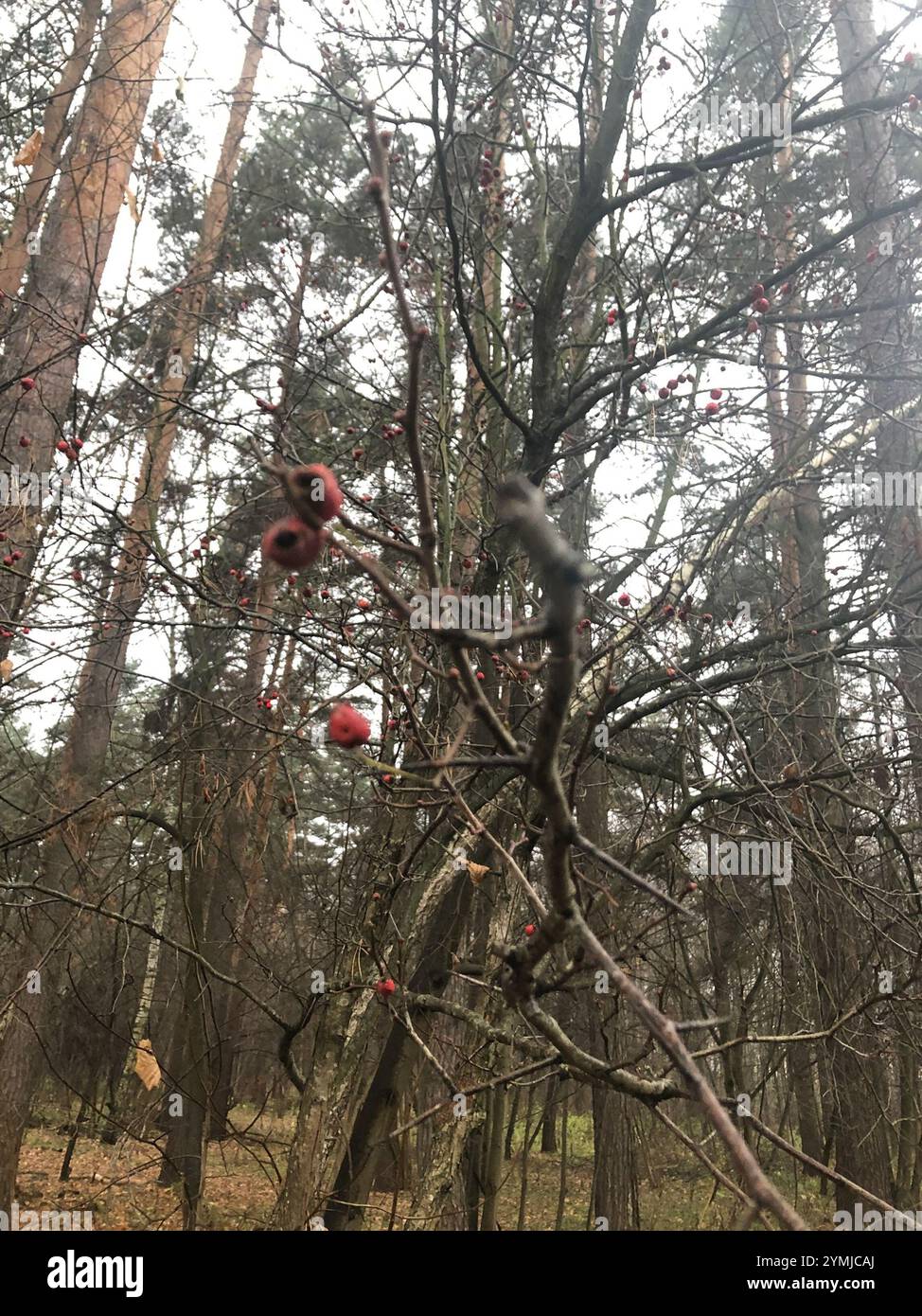 Siberian crabapple (Malus baccata Stock Photo - Alamy