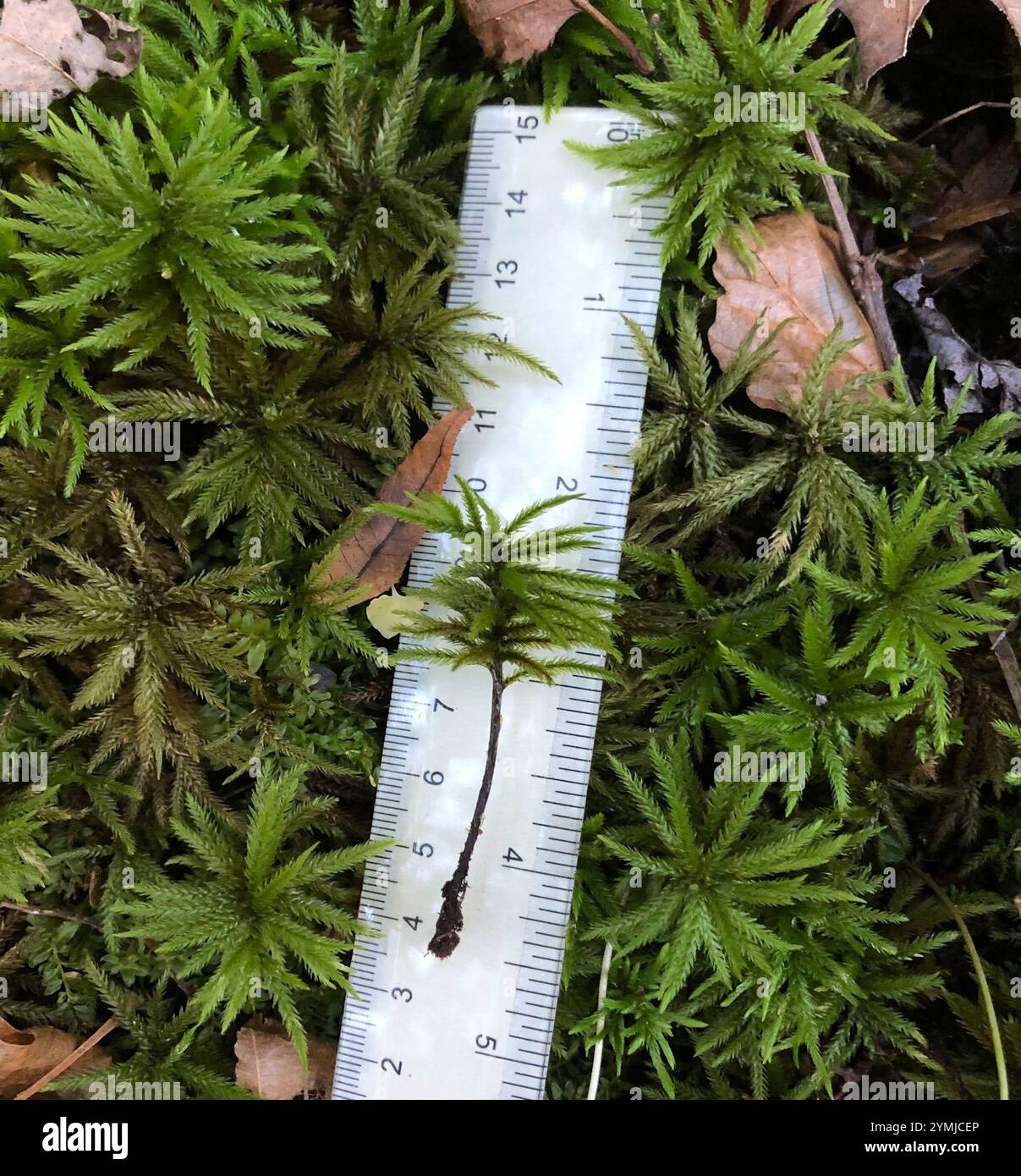 American Tree Moss (Climacium americanum Stock Photo - Alamy