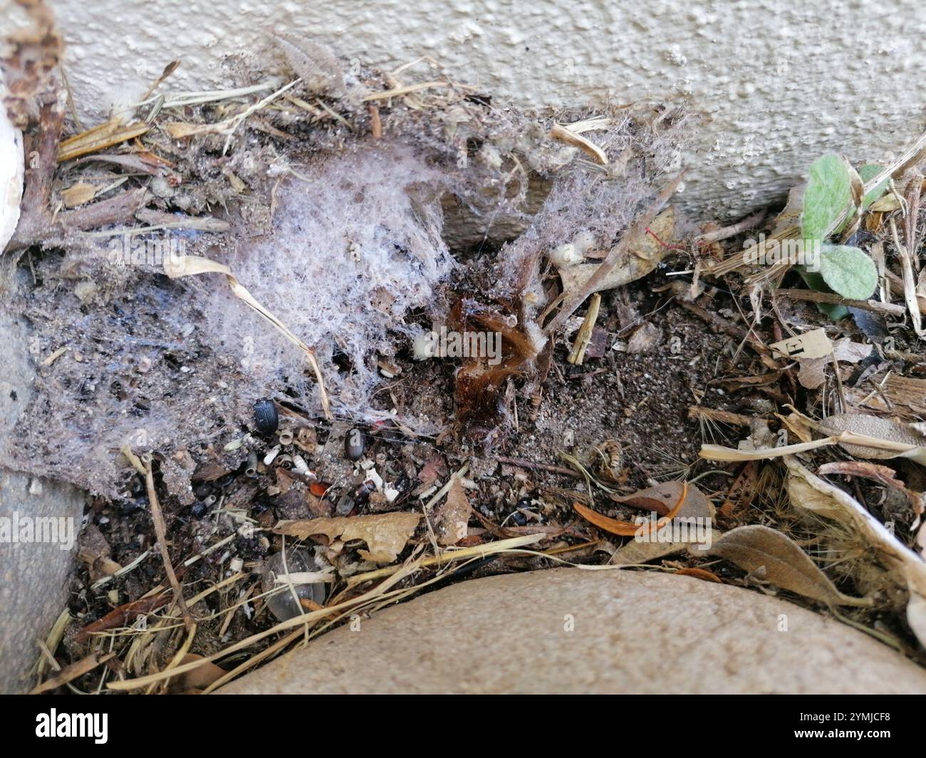 Velvet Spiders (Eresidae Stock Photo - Alamy