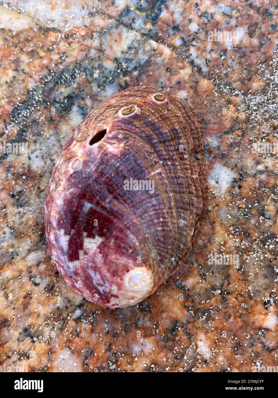 Red Abalone (Haliotis rufescens Stock Photo - Alamy