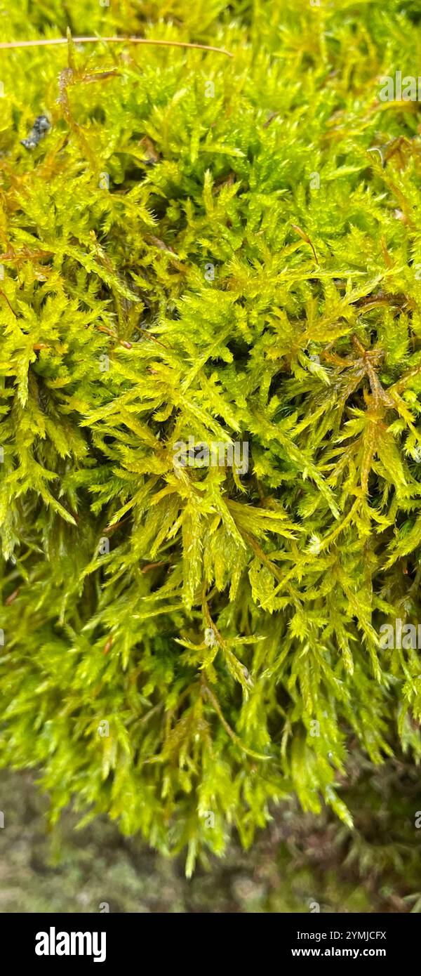 Red-stemmed Feather Moss (Pleurozium schreberi Stock Photo - Alamy