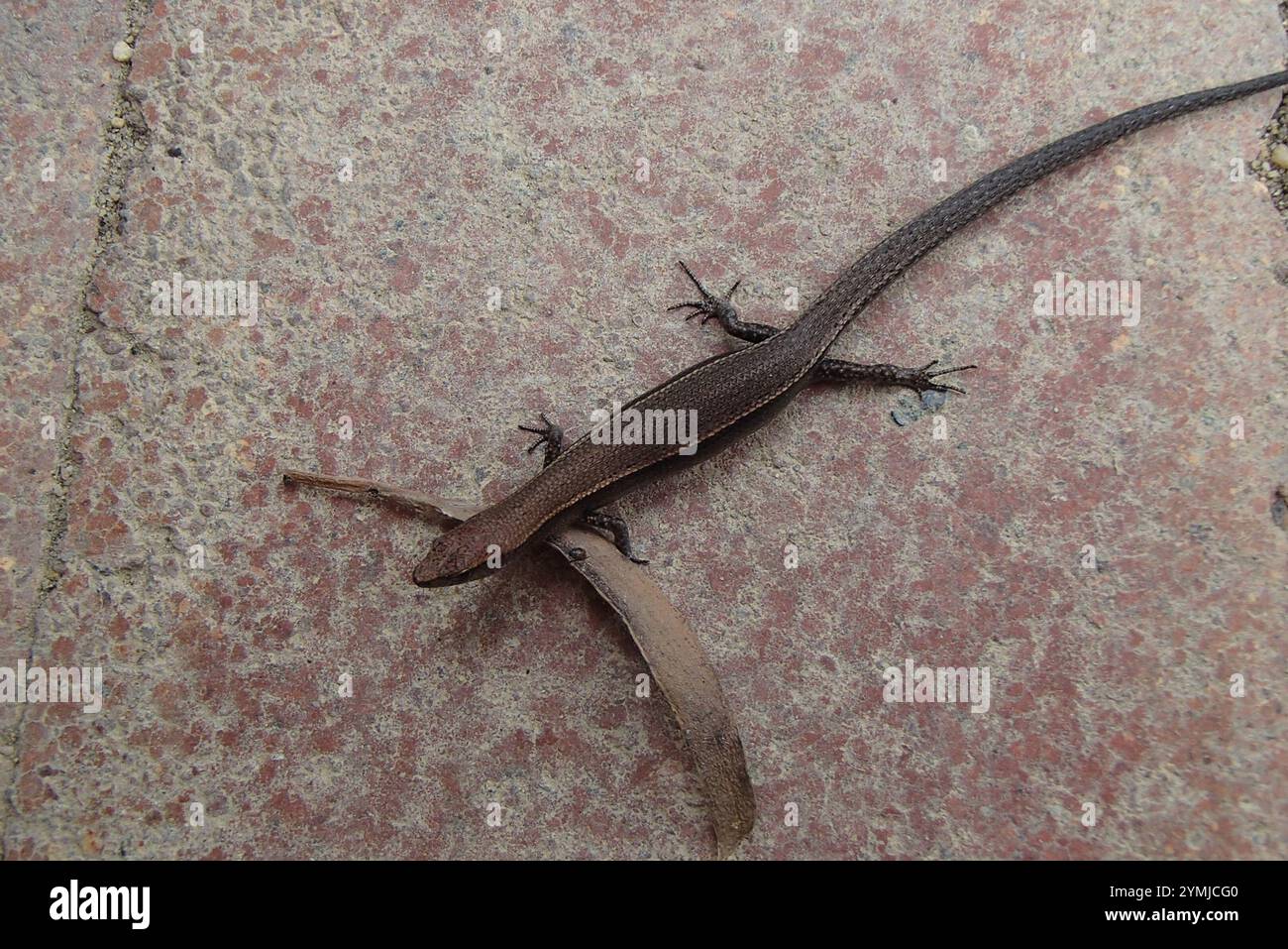 Dark-flecked Garden Sunskink (Lampropholis delicata Stock Photo - Alamy