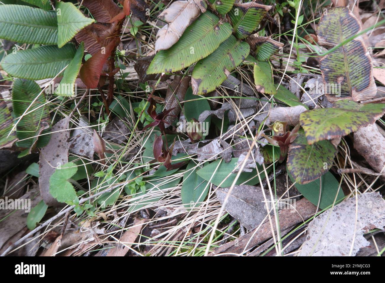 three-horned bird orchid (Chiloglottis triceratops Stock Photo - Alamy