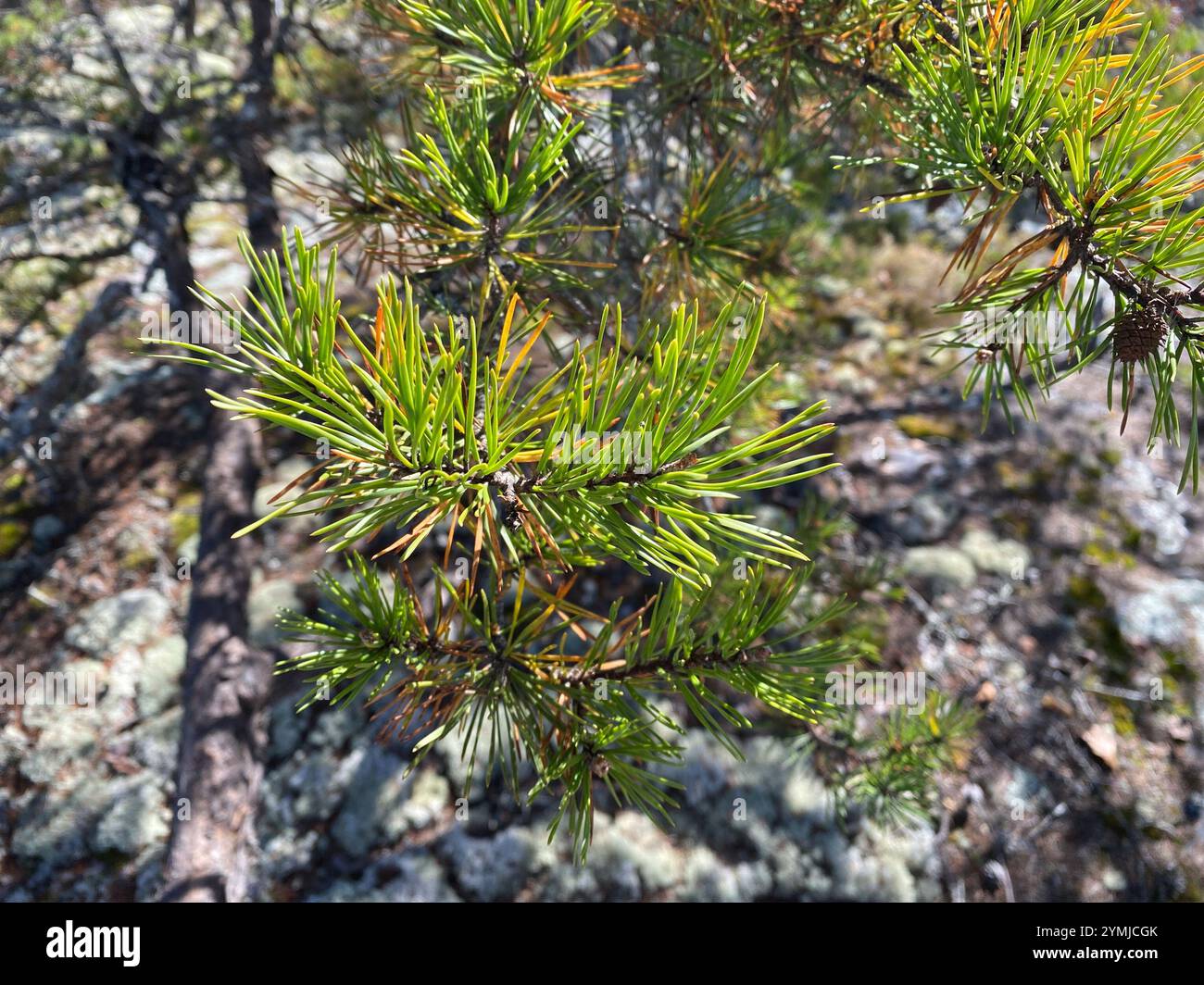 Virginia pine (Pinus virginiana Stock Photo - Alamy