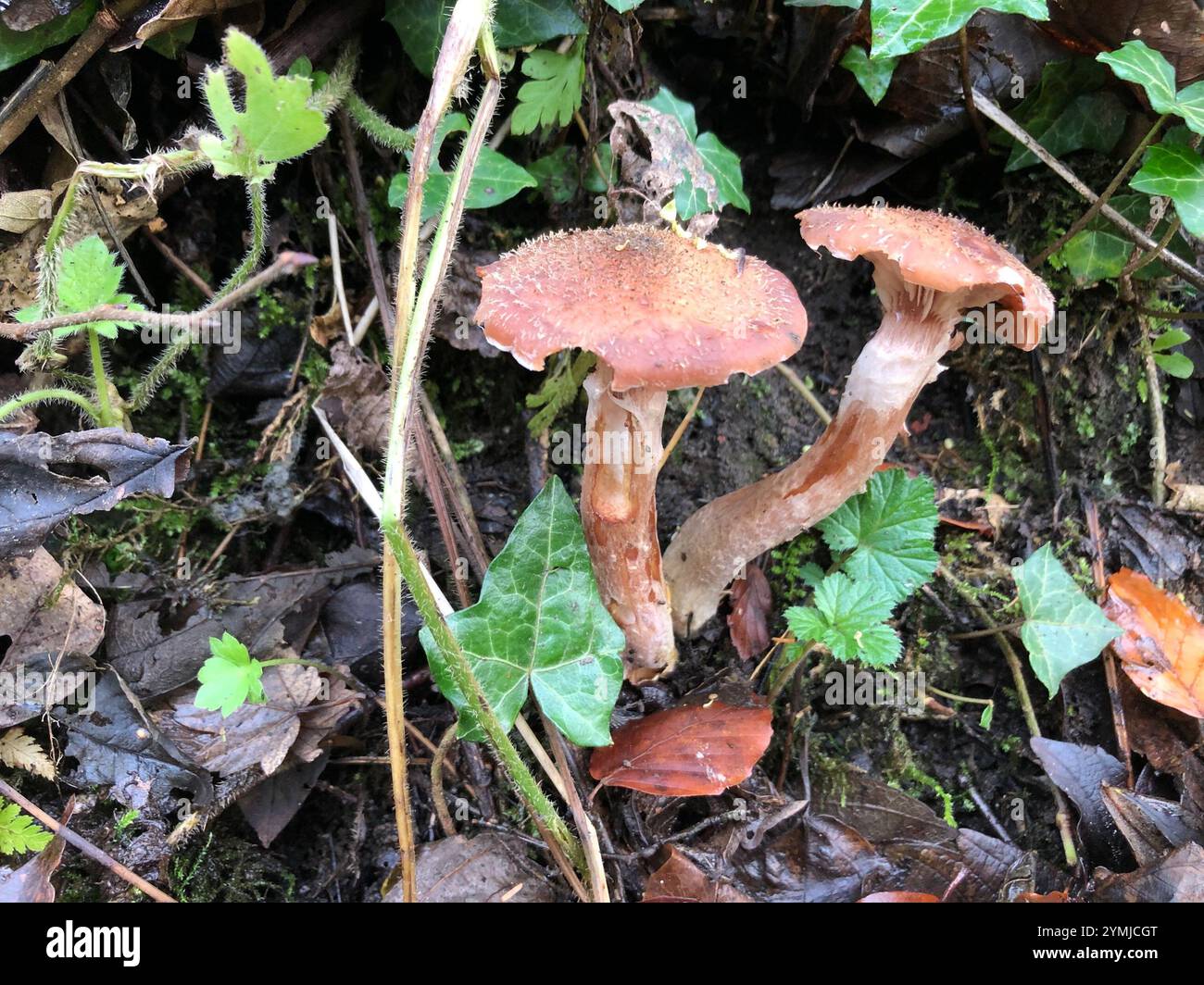 honey mushrooms (Armillaria Stock Photo - Alamy