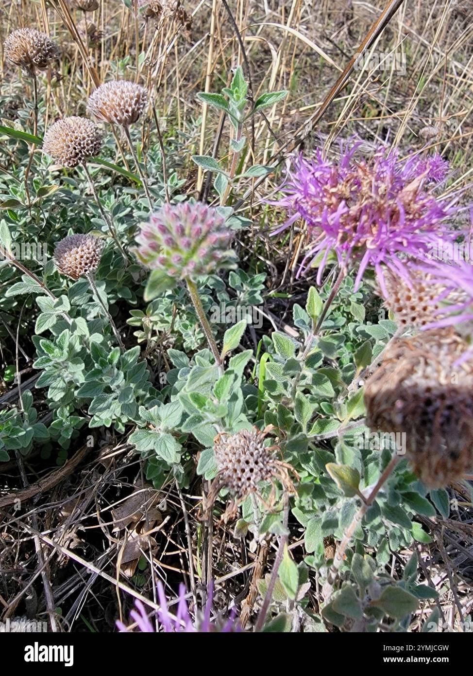 Coyote Mint (Monardella villosa Stock Photo - Alamy