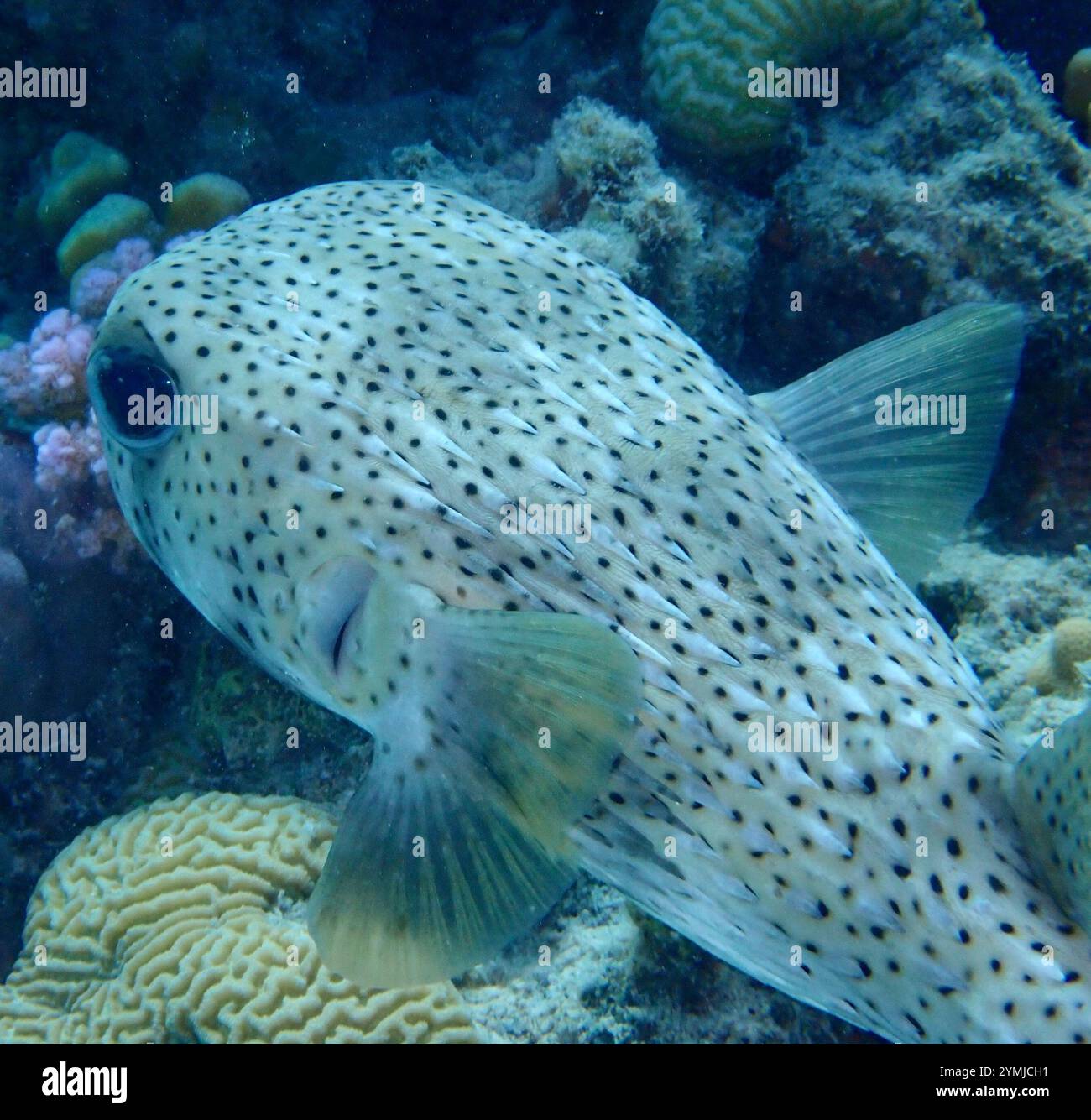 Spotted Porcupinefish (Diodon hystrix Stock Photo - Alamy