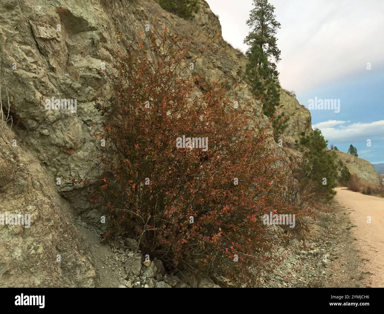 European barberry (Berberis vulgaris Stock Photo - Alamy