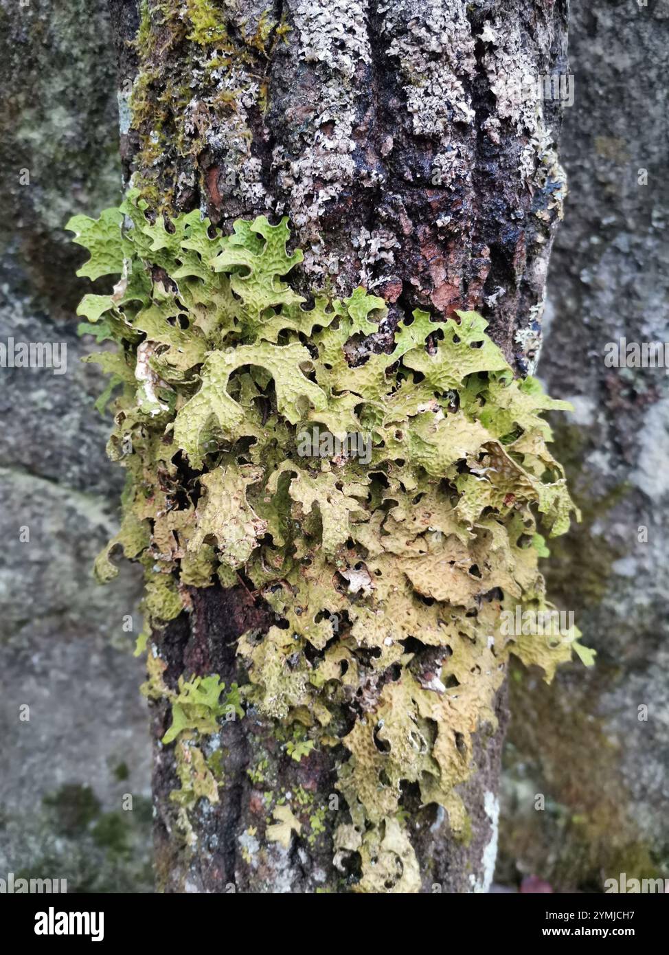 Tree Lungwort (Lobaria pulmonaria Stock Photo - Alamy