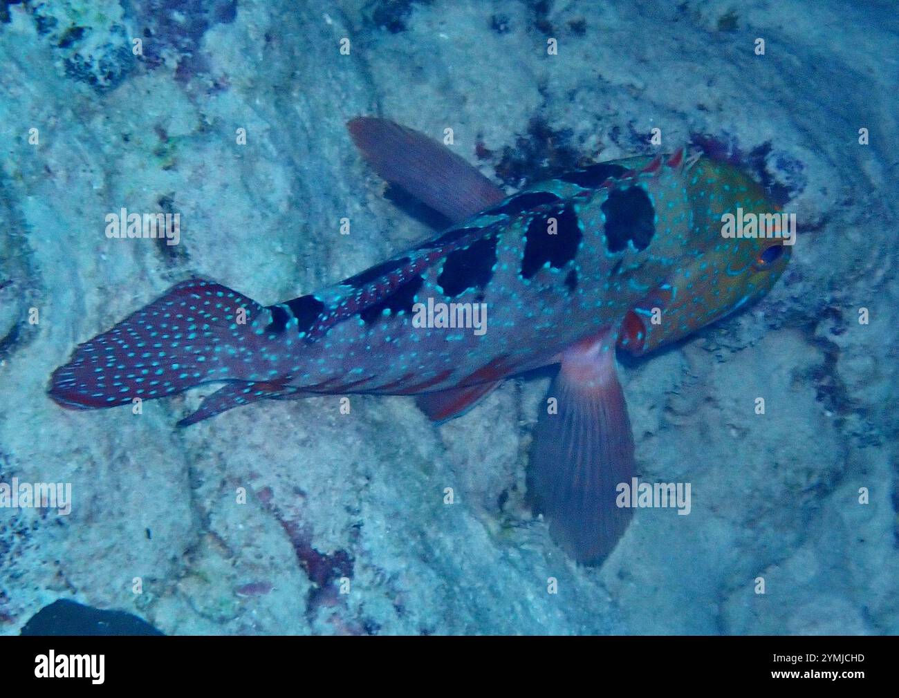 Saddle grouper hi-res stock photography and images - Alamy