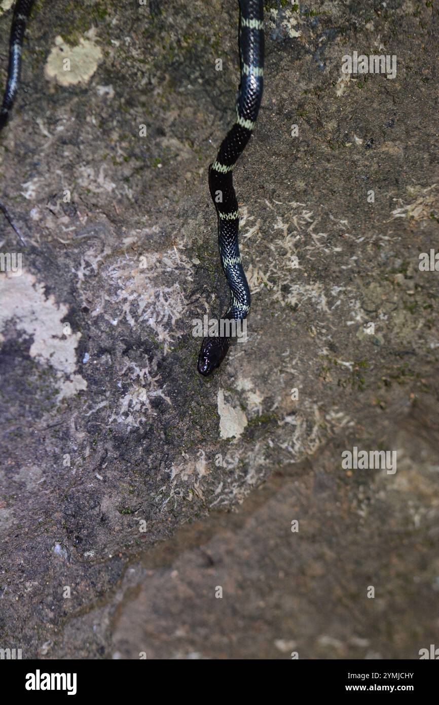 Travancore Wolf Snake (Lycodon travancoricus Stock Photo - Alamy