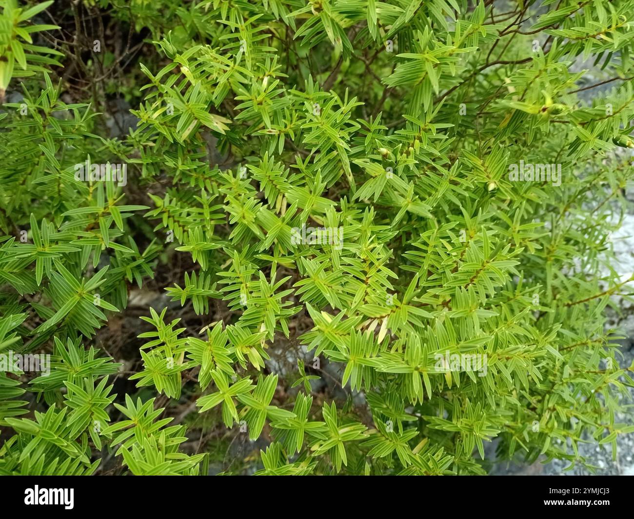 Tree Hebe (Veronica parviflora Stock Photo - Alamy