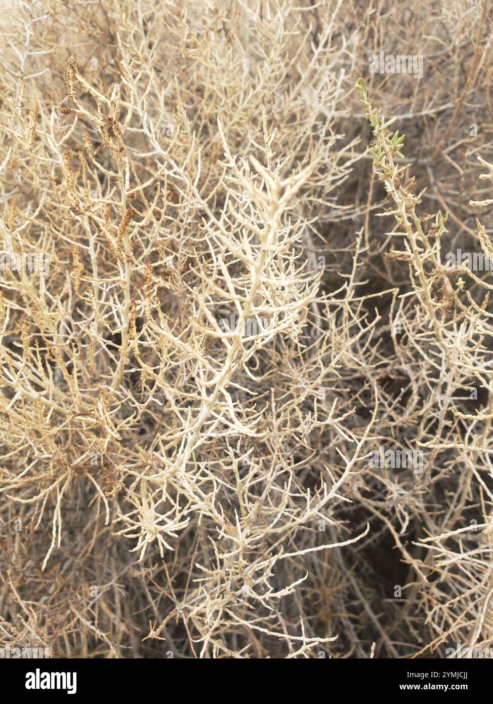 Sarcobatus vermiculatus hi-res stock photography and images - Alamy