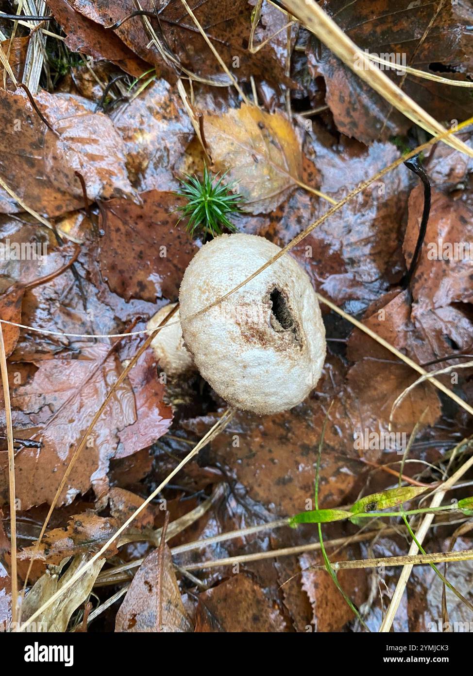 Pear-shaped Puffball (Apioperdon pyriforme Stock Photo - Alamy