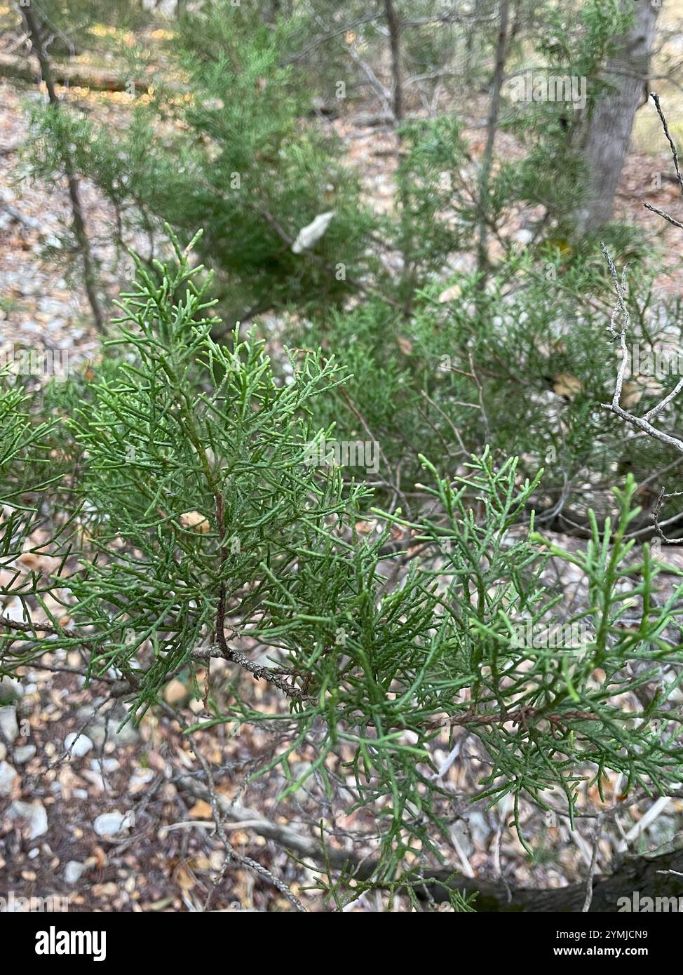Ashe juniper (Juniperus ashei Stock Photo - Alamy