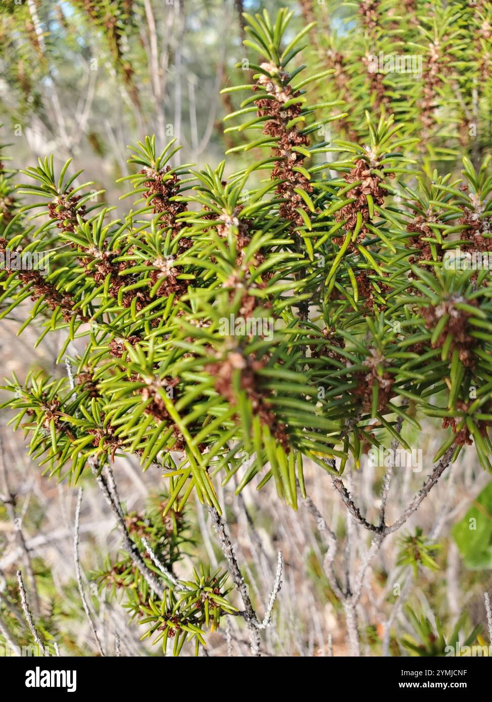 Florida rosemary (Ceratiola ericoides Stock Photo - Alamy