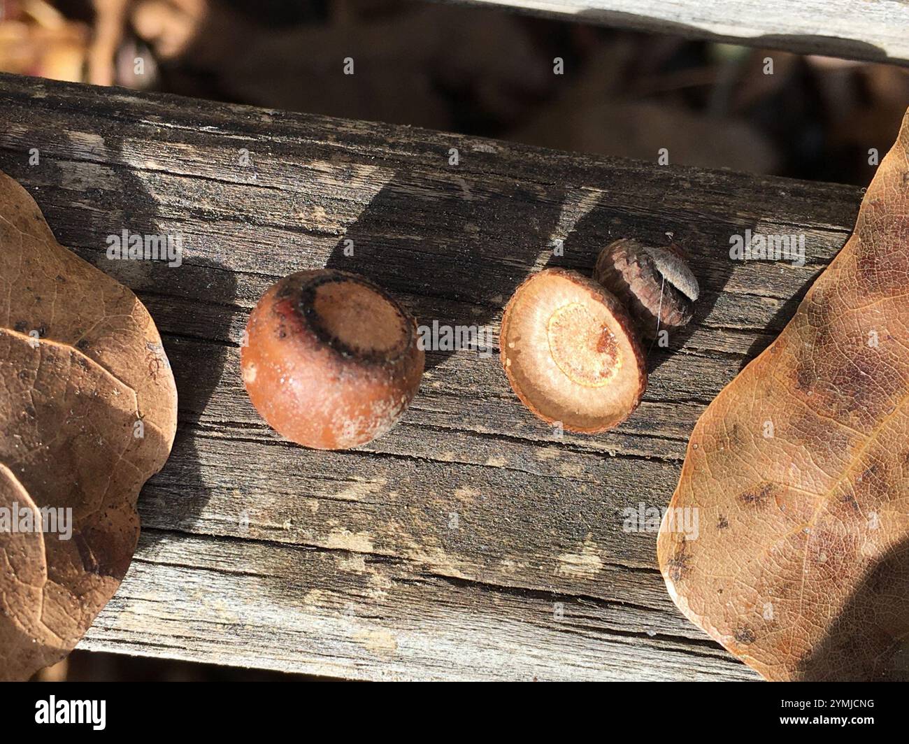 water oak (Quercus nigra Stock Photo - Alamy