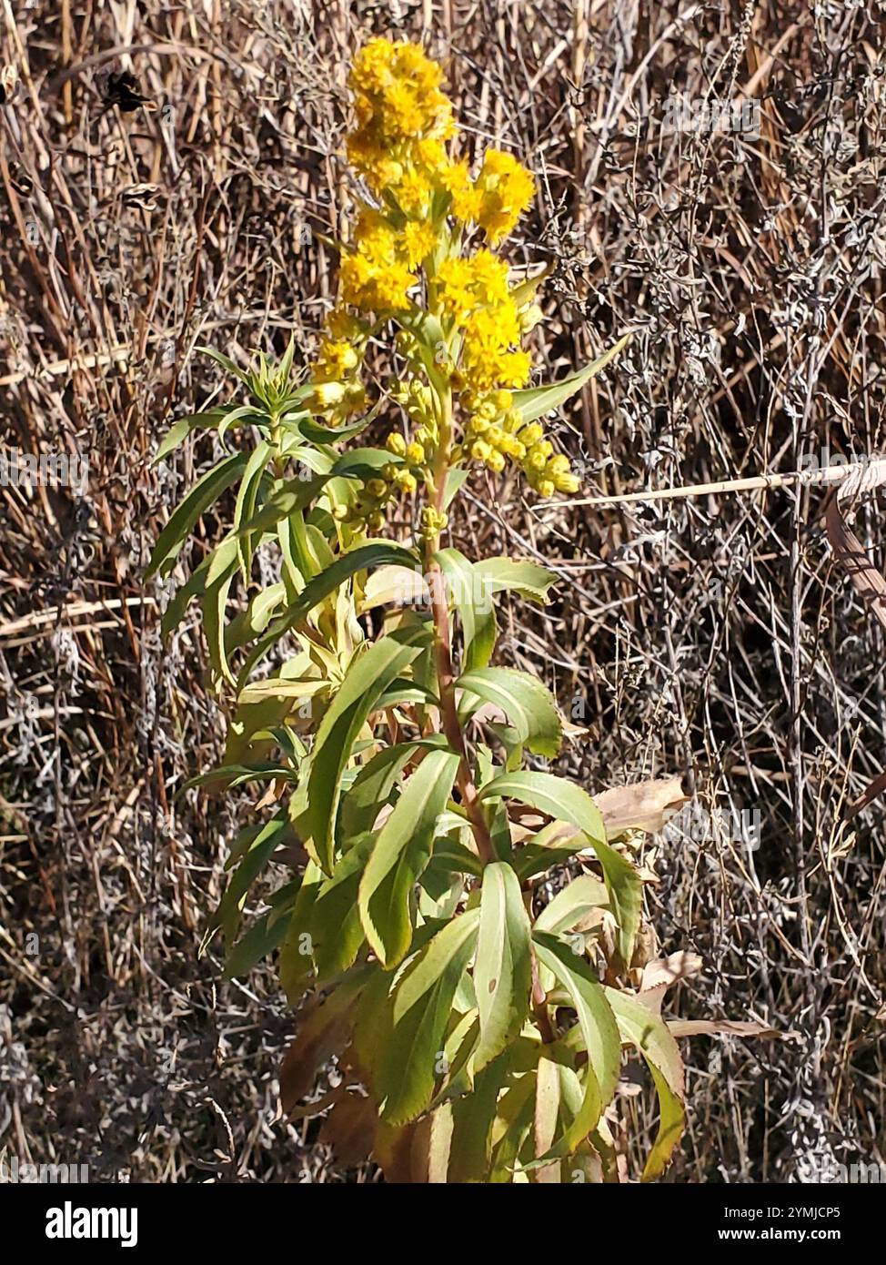 giant goldenrod (Solidago gigantea Stock Photo - Alamy