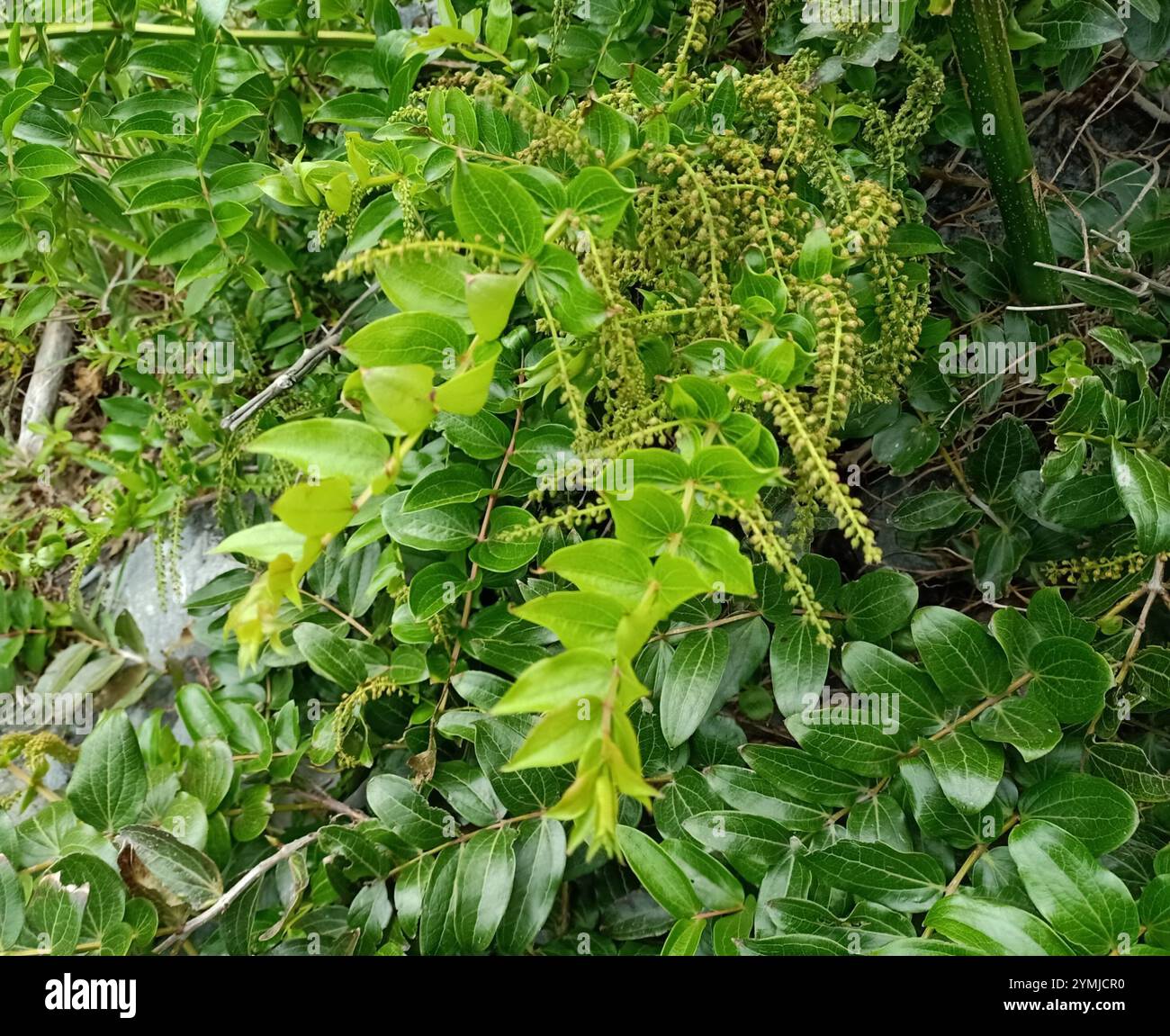 Tree Tutu (Coriaria arborea Stock Photo - Alamy