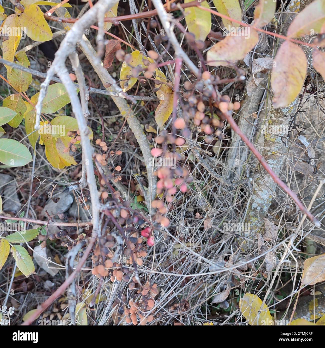 terebinth (Pistacia terebinthus Stock Photo - Alamy