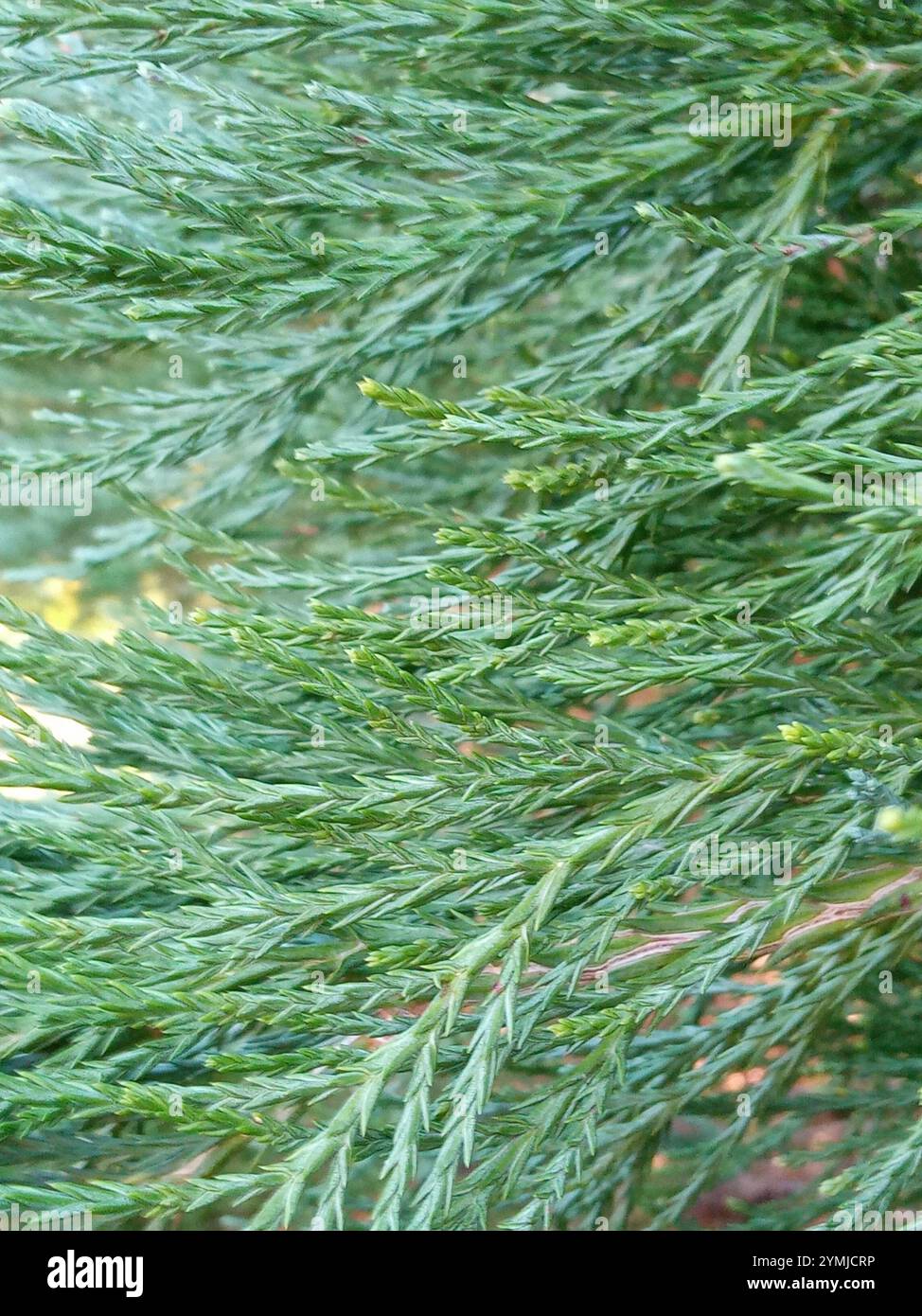 cypress family (Cupressaceae Stock Photo - Alamy