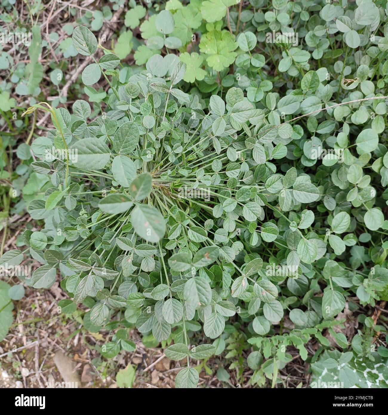 arabian pea (Bituminaria bituminosa Stock Photo - Alamy