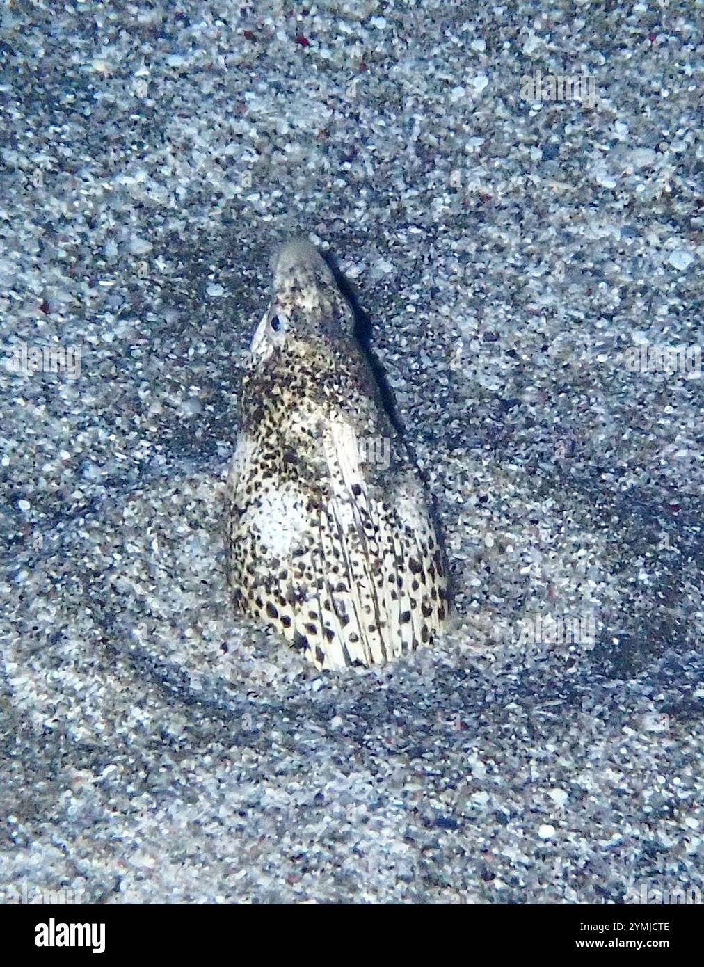 Marbled Snake Eel (Callechelys marmorata Stock Photo - Alamy