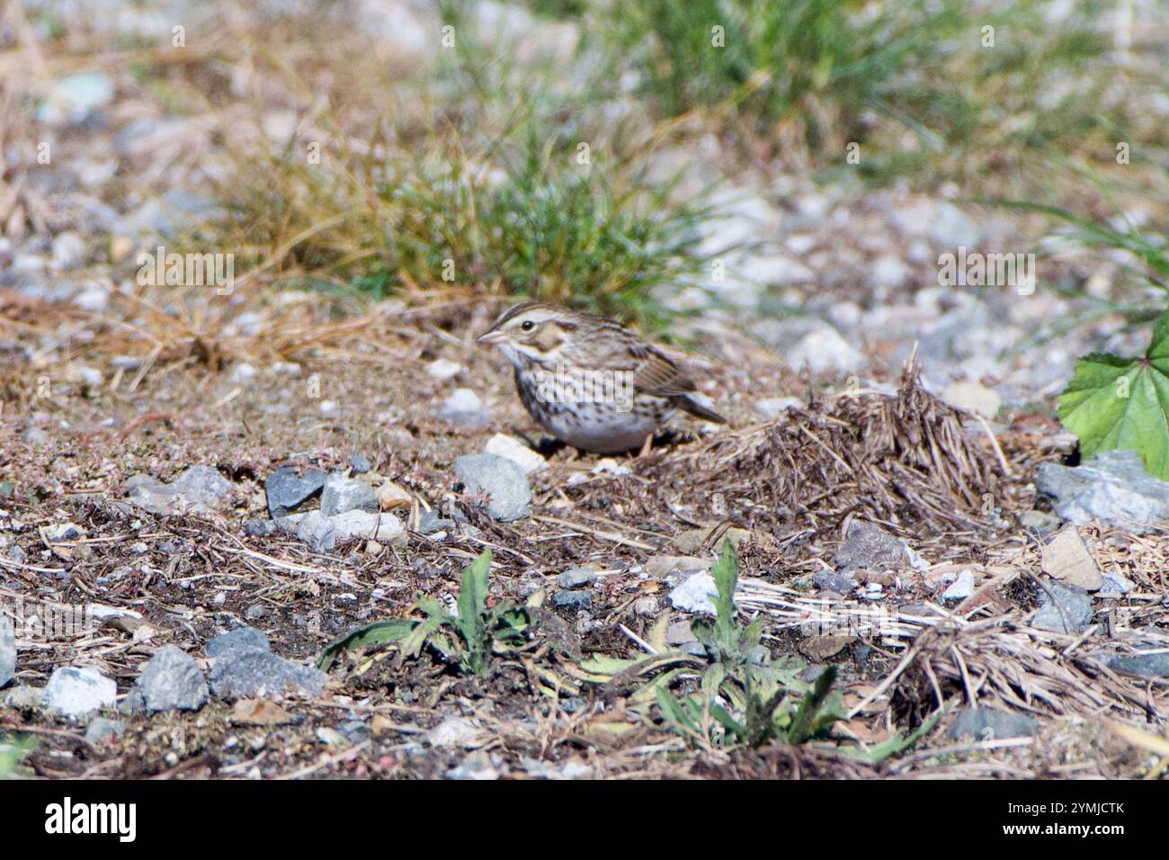 Savannah Sparrow (Passerculus sandwichensis Stock Photo - Alamy