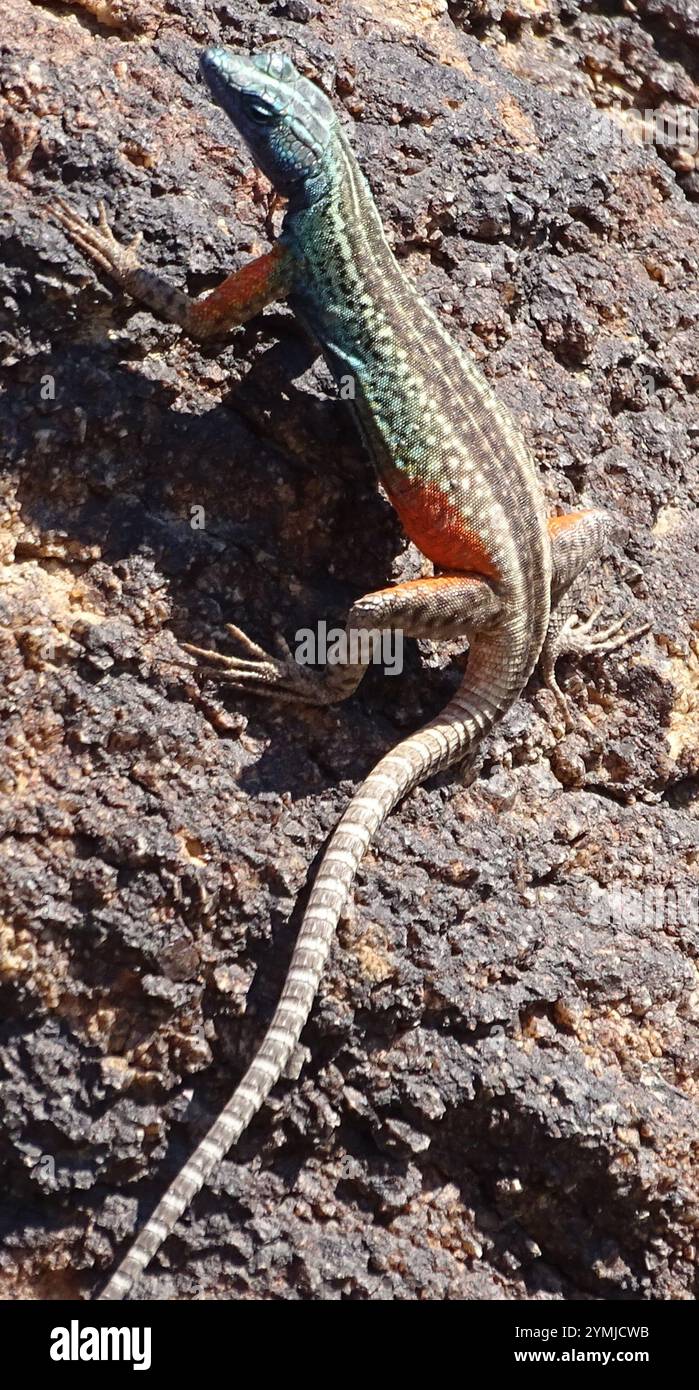 Augrabies flat lizard (Platysaurus broadleyi Stock Photo - Alamy