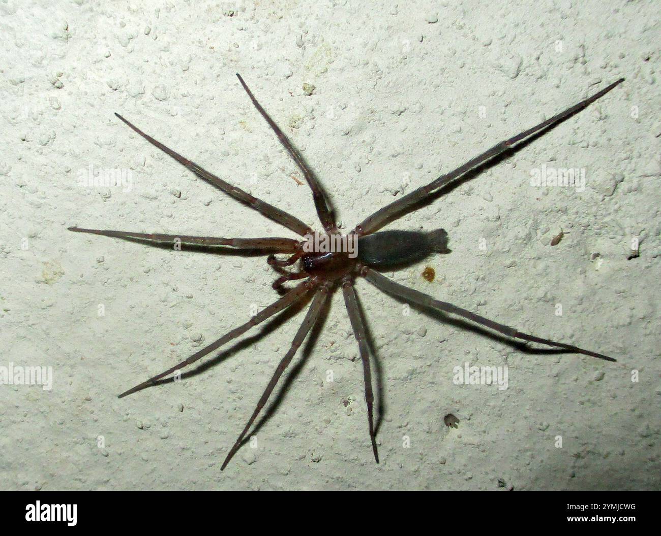Stealthy Ground Spiders (Gnaphosidae Stock Photo - Alamy