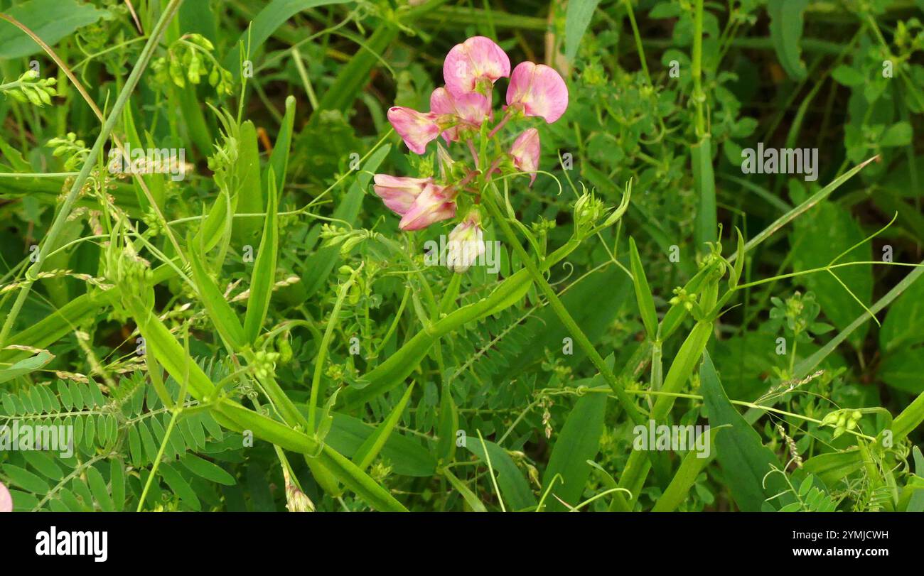 Narrow-leaved Everlasting-pea (Lathyrus sylvestris Stock Photo - Alamy