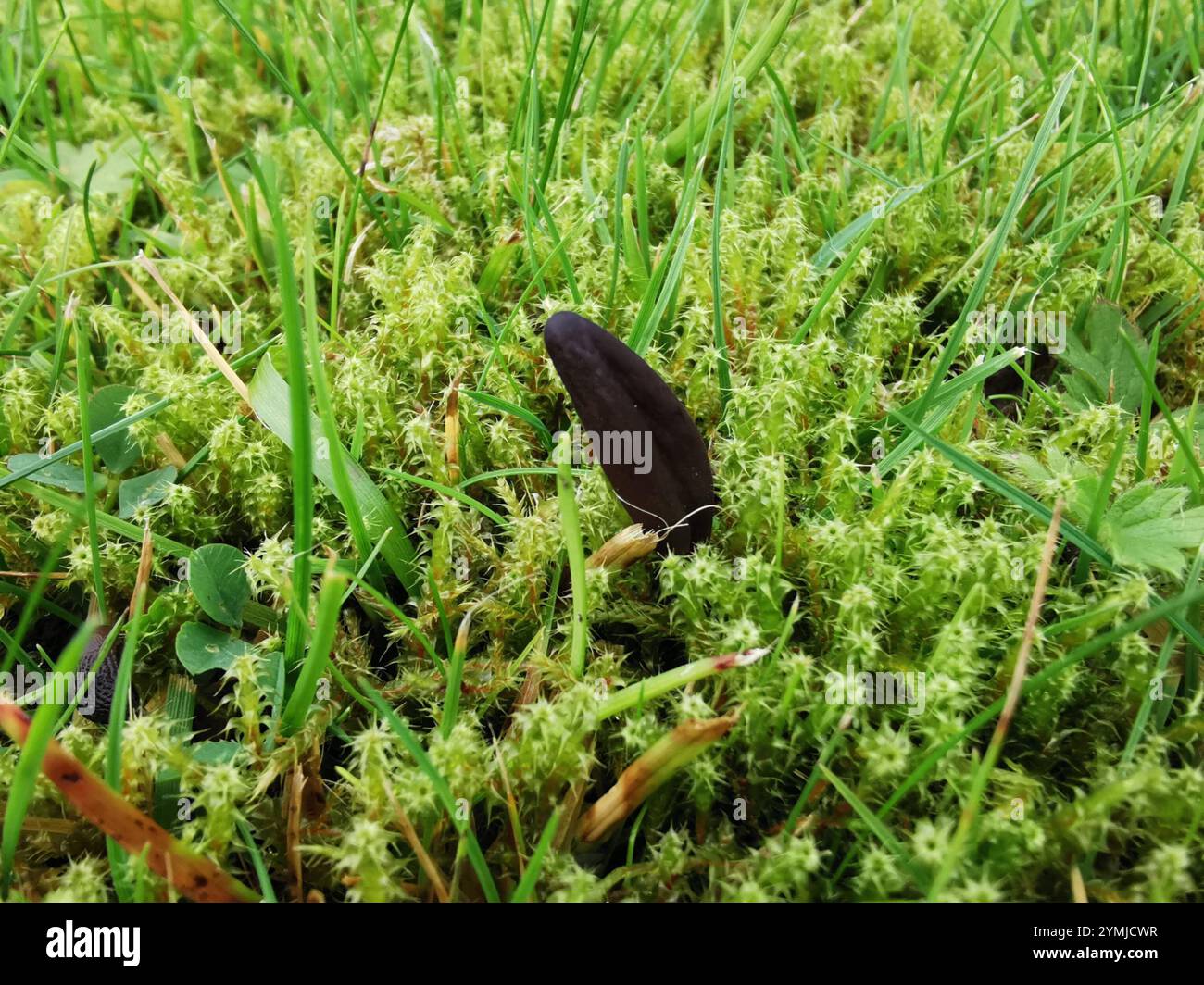 Earth Tongues (Geoglossum Stock Photo - Alamy