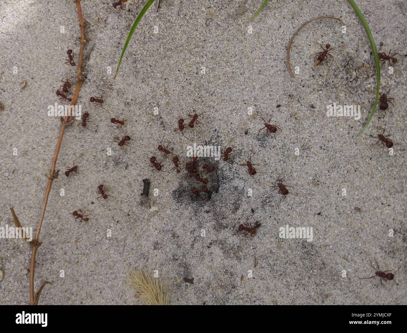 Florida Harvester Ant (Pogonomyrmex badius Stock Photo - Alamy