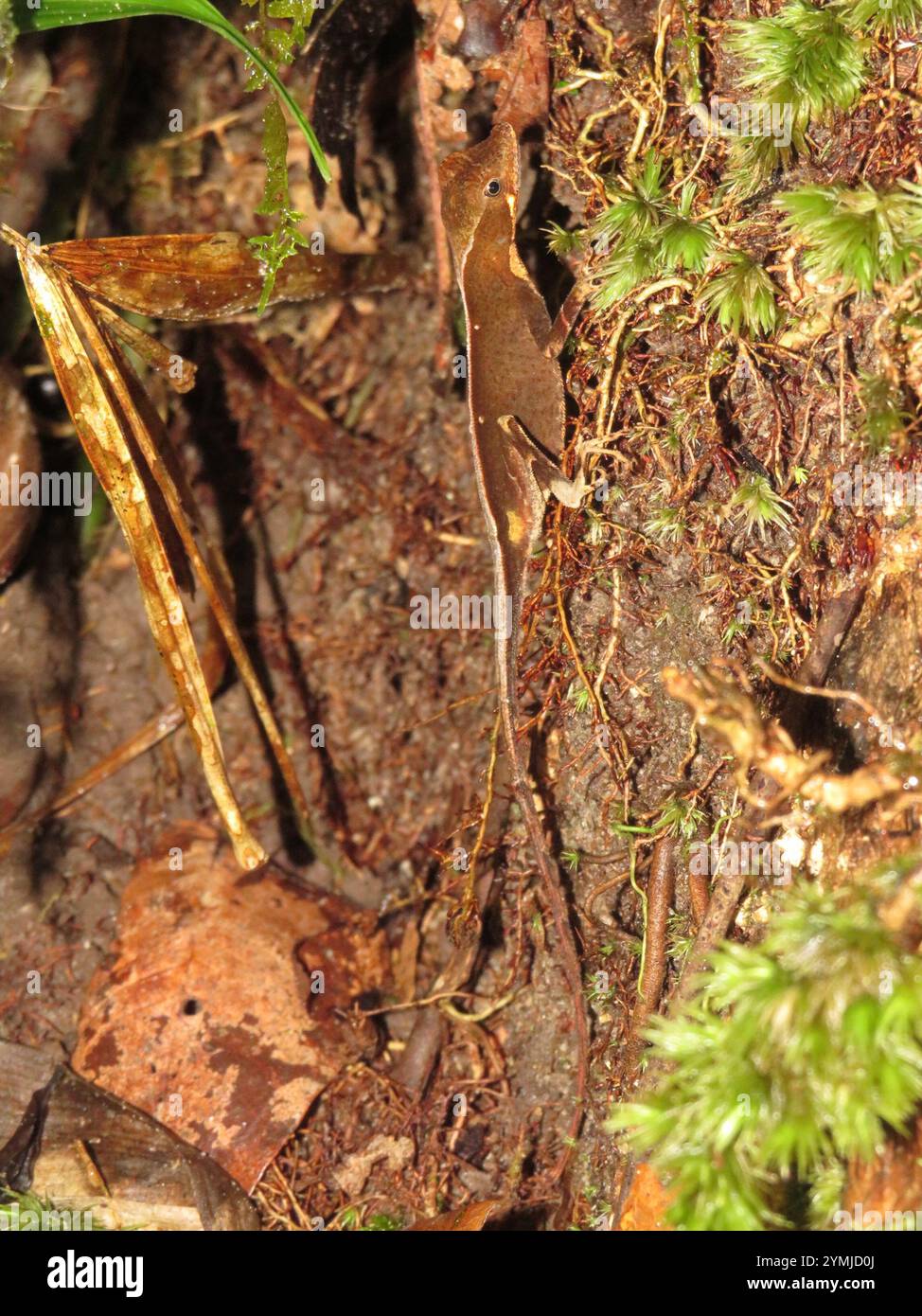 Goldenscale anole anolis chrysolepis hi-res stock photography and ...