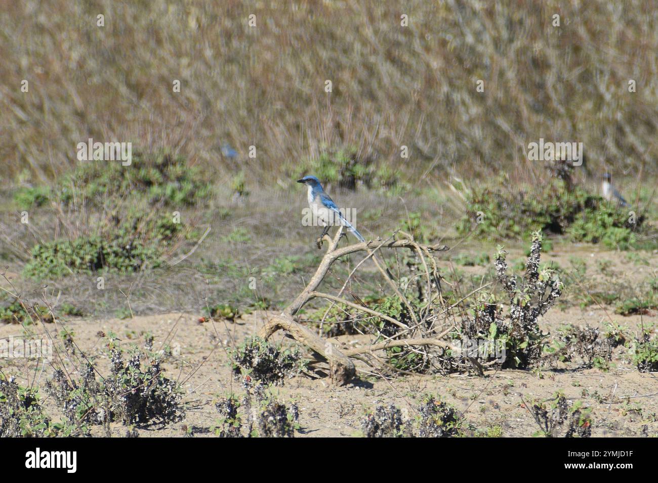 California Scrub-Jay (Aphelocoma californica Stock Photo - Alamy