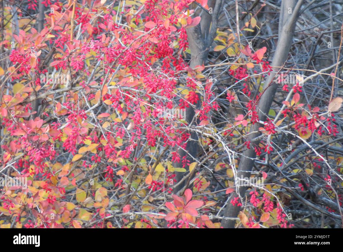 European barberry (Berberis vulgaris Stock Photo - Alamy