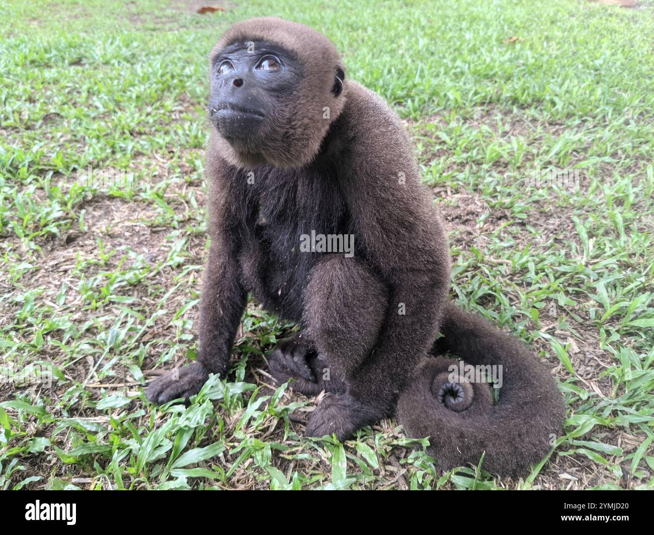 Common Woolly Monkey (Lagothrix lagothricha Stock Photo - Alamy