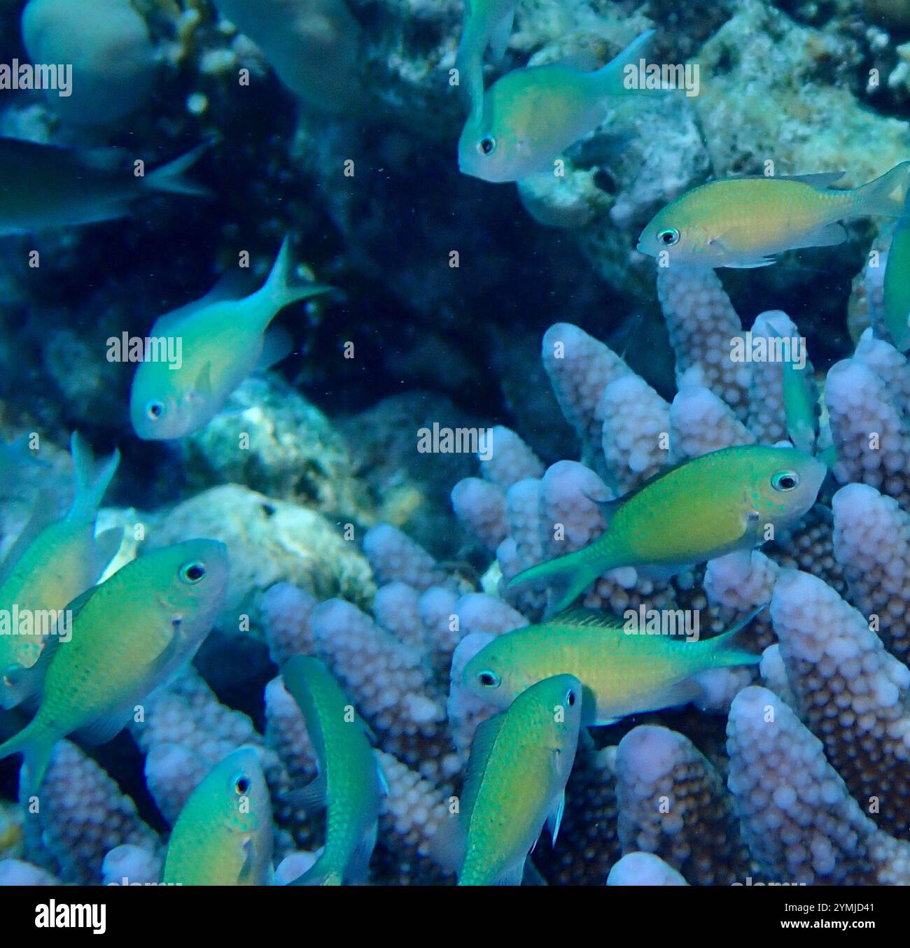 Blue-green Chromis (Chromis viridis Stock Photo - Alamy
