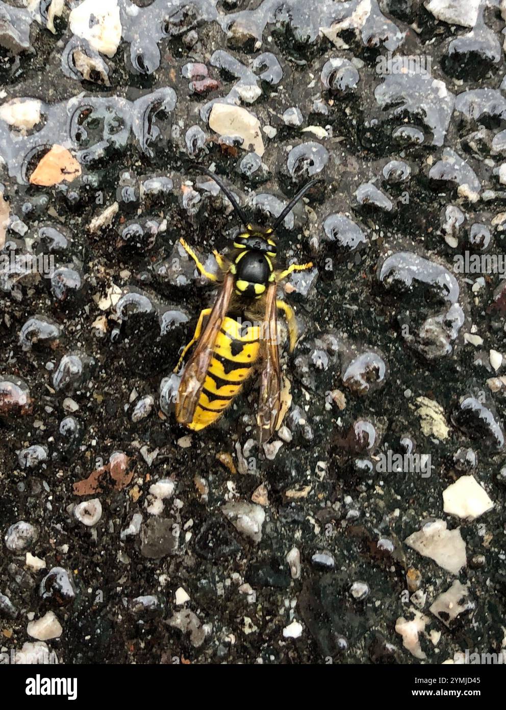 German Yellowjacket (Vespula germanica Stock Photo - Alamy