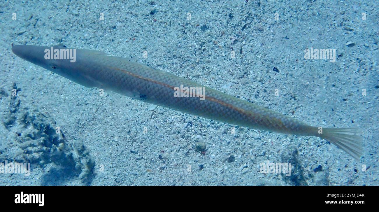 Cigar Wrasse (Cheilio inermis Stock Photo - Alamy